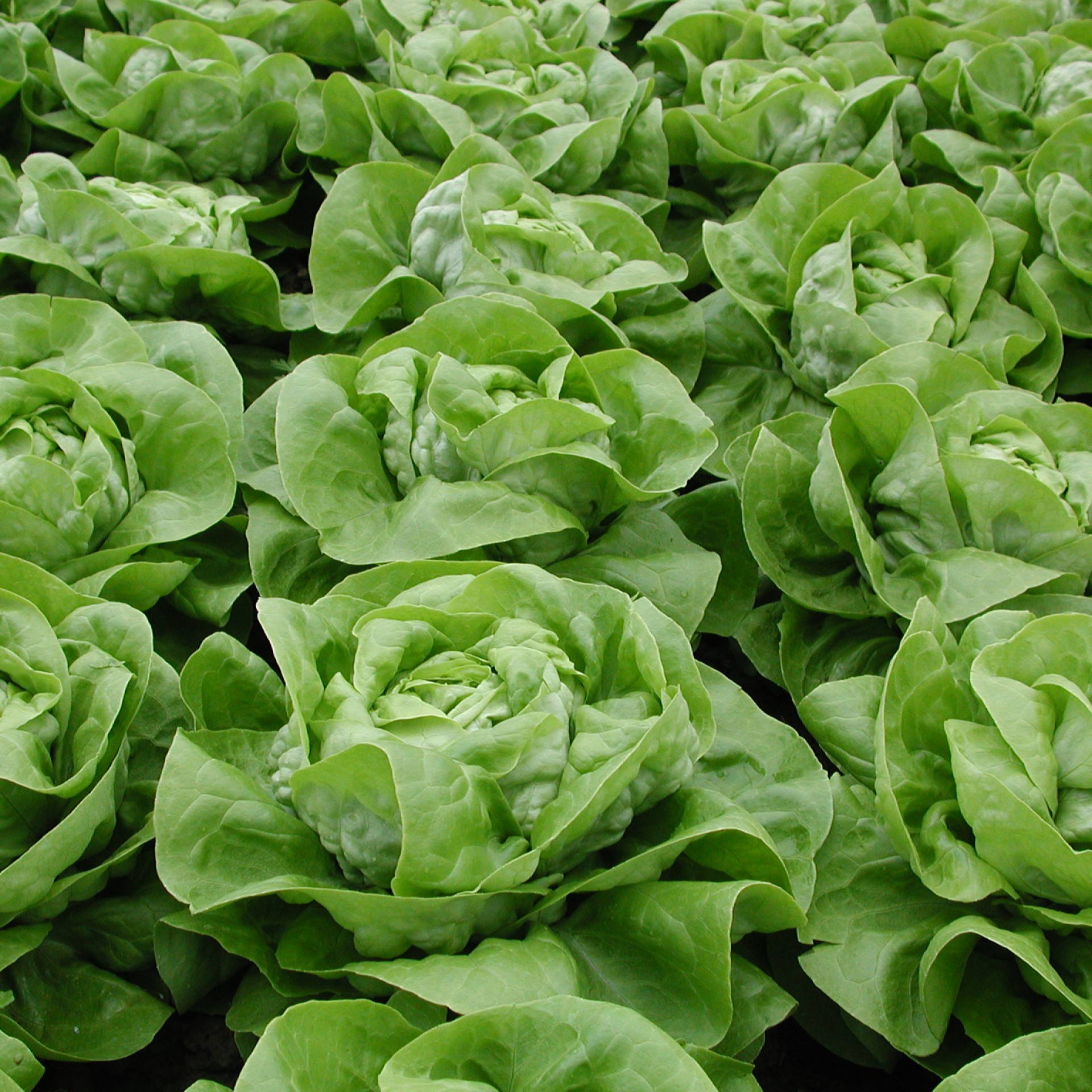 Még pótolható a foszfor - Agrofórum Online