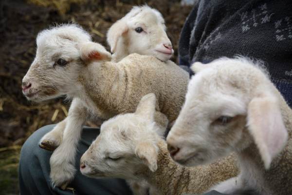 Veszik a magyar bárányt Olaszországban - Agrofórum Online
