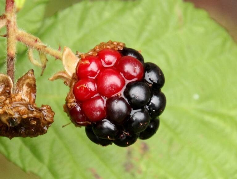 Mi a baj? Nem feketedik a szeder!