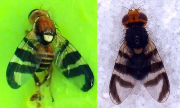 A nyugati dióburok-fúrólégy kártétele és a védekezés lehetőségei ...