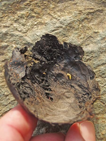 A nyugati dióburok-fúrólégy kártétele és a védekezés lehetőségei ...