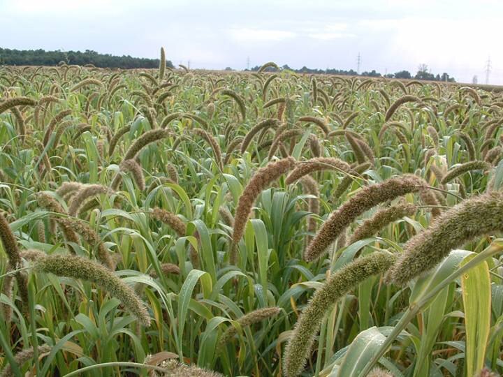 A mohar termesztése - Agrofórum Online