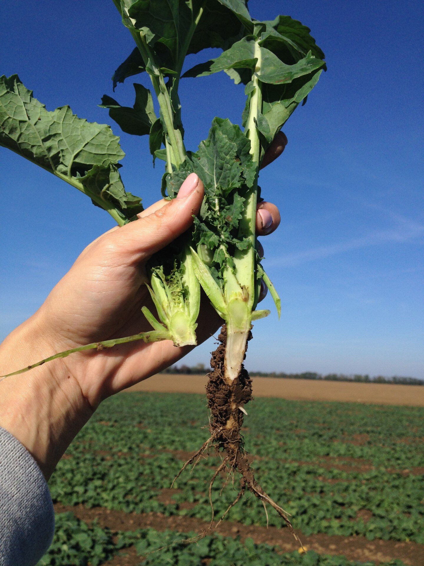 Repce helyzetkép és aktualitások október végén - Agrofórum Online