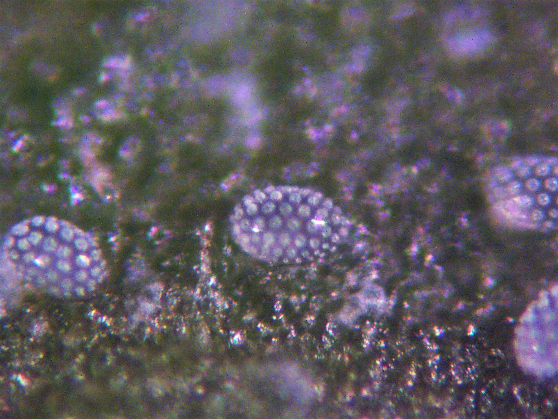 Szélesatka – Polyphagotarsonemus latus - Agrofórum Online