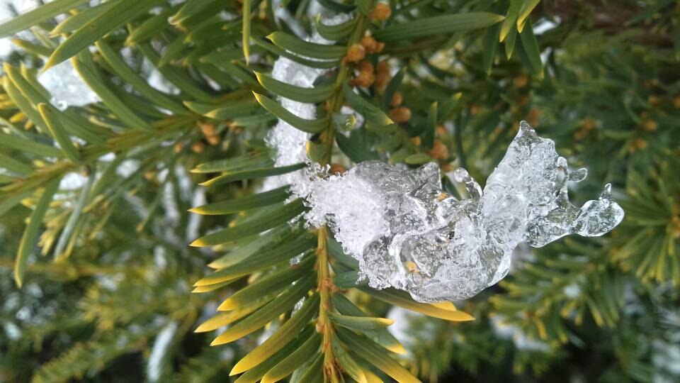 Örökzöldek, díszbokrok: hogyan készüljünk fel a téli csapadék ...