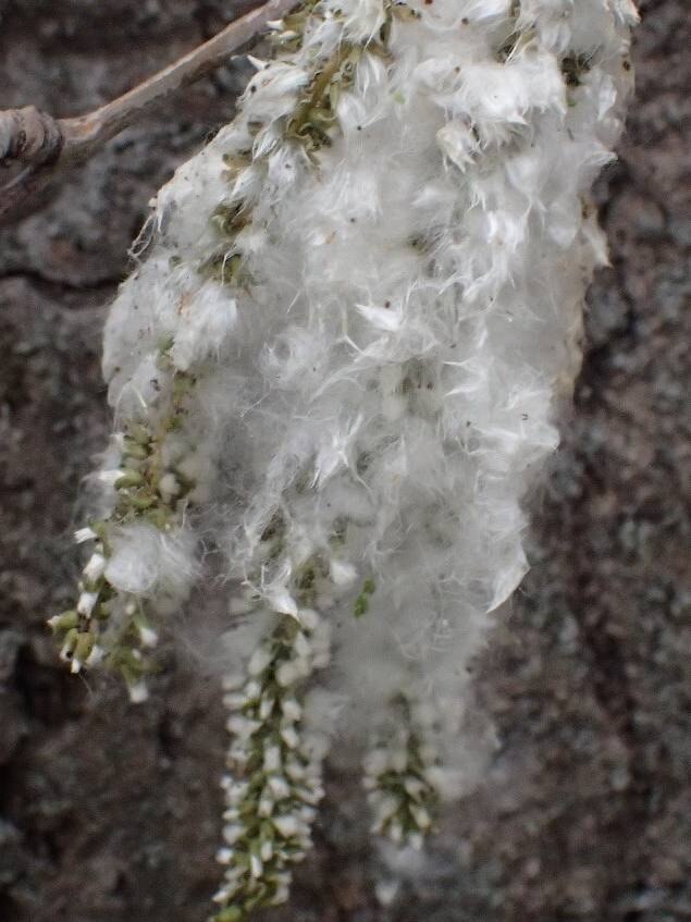 Nyárfa termése mindent eláraszt! - Hogy lehetne ezt csökkenteni?