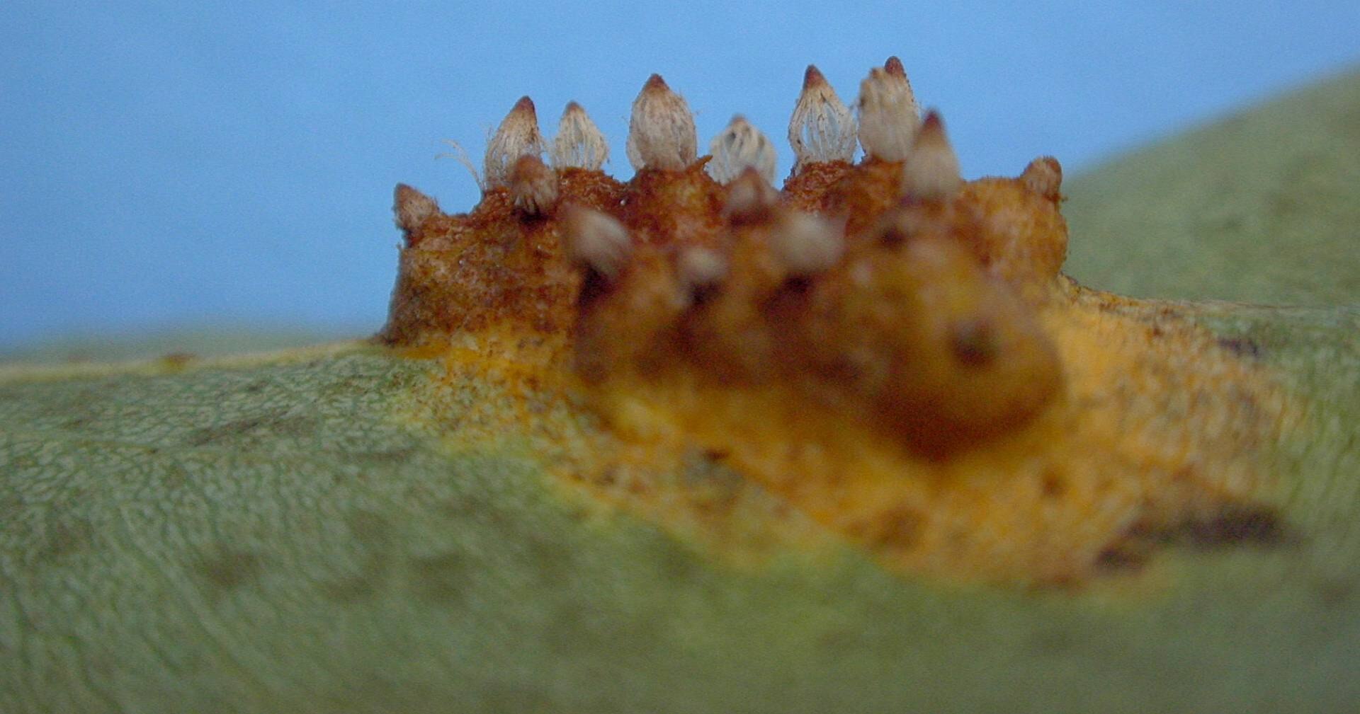 Mik lehetnek a narancssárga, kocsonyás, zacskószerű képletek a borókán?