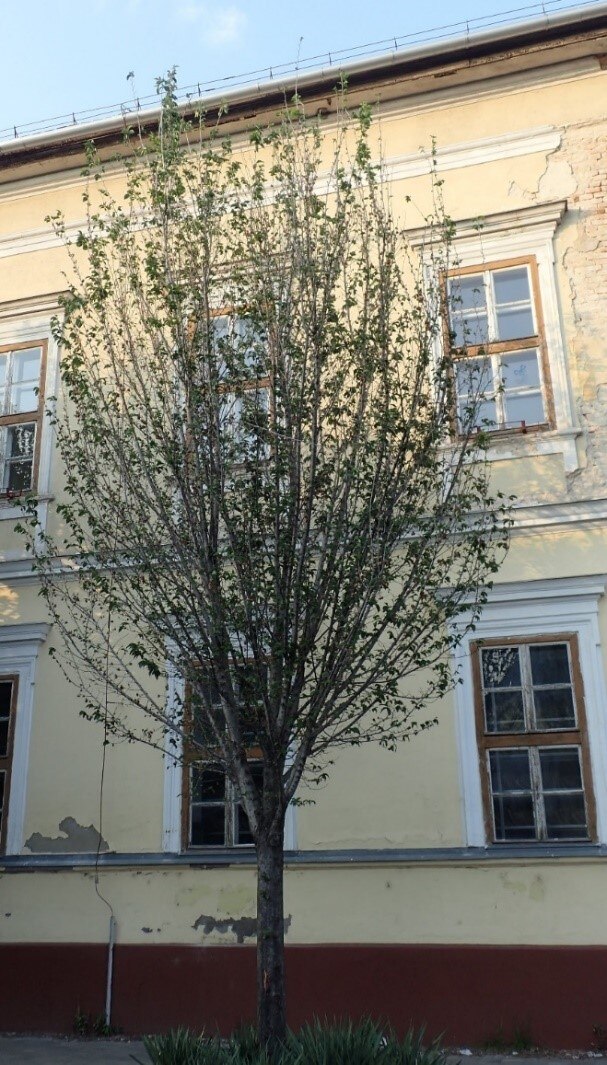 Mit lehet tenni a szilfát károsító szúbogár ellen?