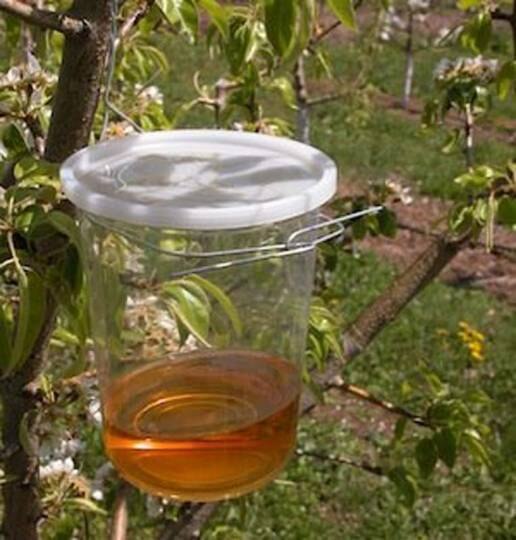 Nagy tömegben rajzanak a pattanóbogarak - magas az ázsiai márványos ...