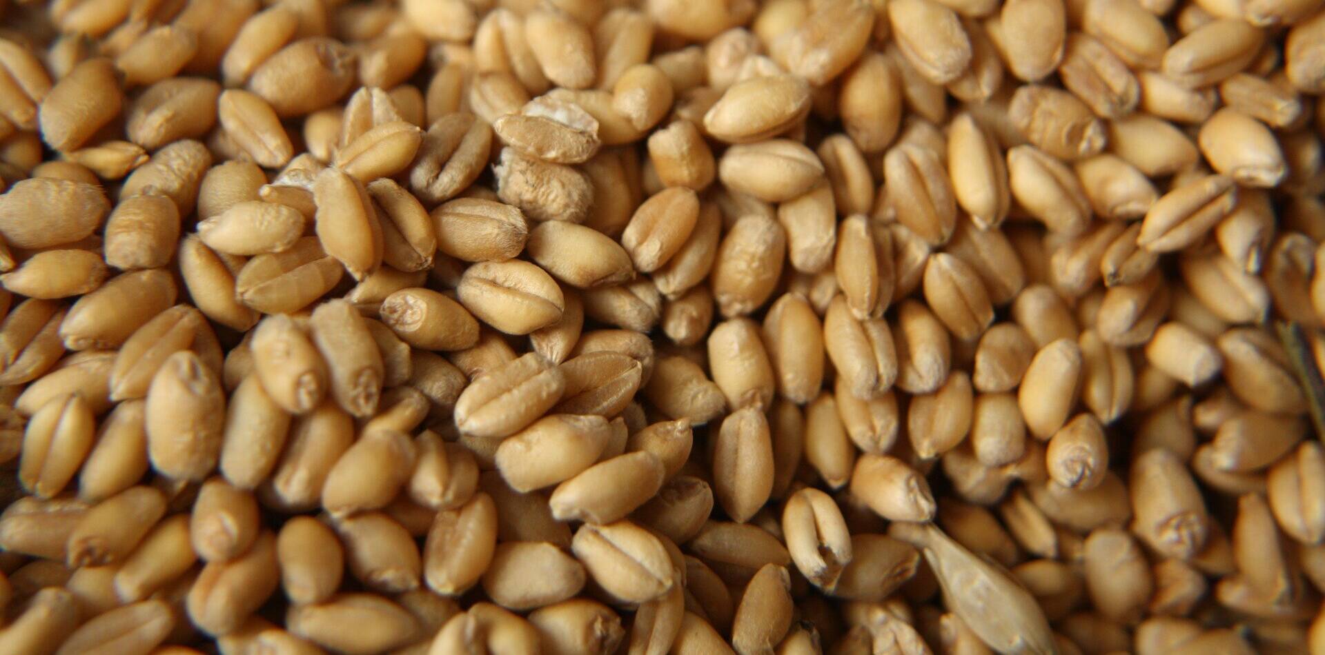 Magyarország vetőmag-nemesítése méltóbb pályát érdemel