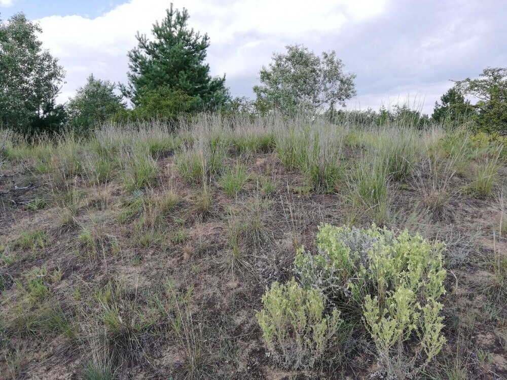 Homoki prérifű: futótűzként terjed homokterületeinken az új inváziós fűfaj