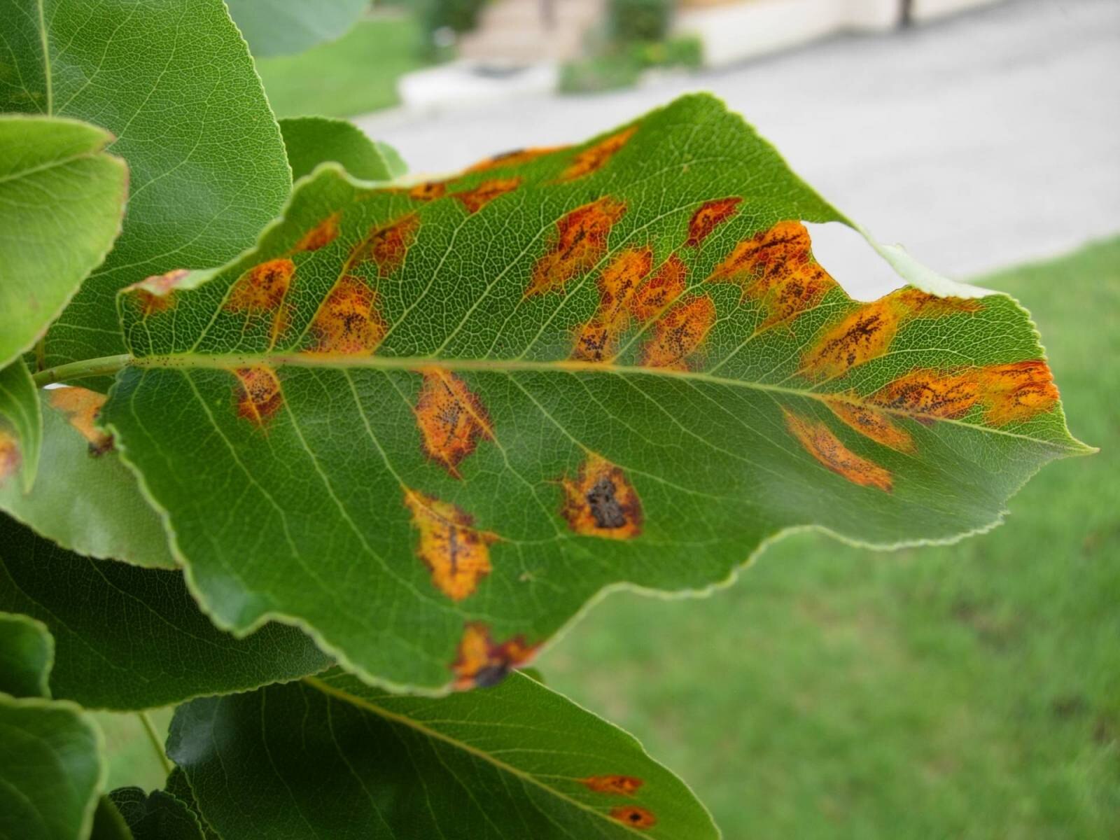 Már hullanak a levelek, itt az idő a lemosó permetezésre!