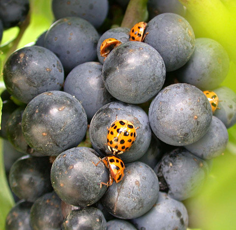 Továbbra is aktívak a harlekin katicák a gyümölcsösökben