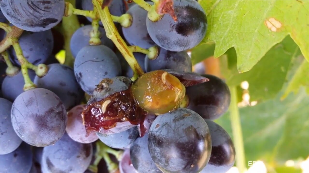 Továbbra is aktívak a harlekin katicák a gyümölcsösökben