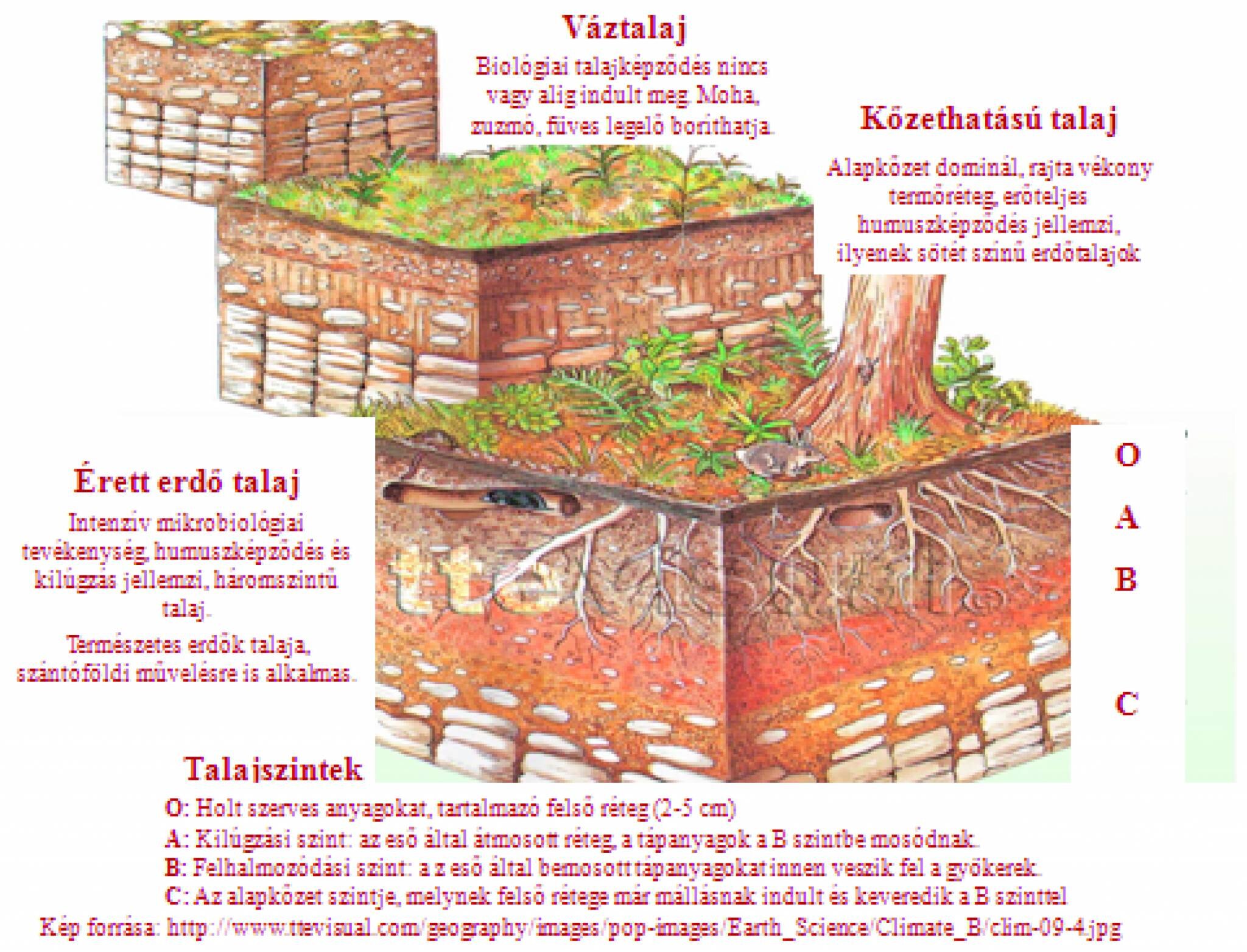 A humuszképződés folyamata és jelentősége - Agrofórum Online