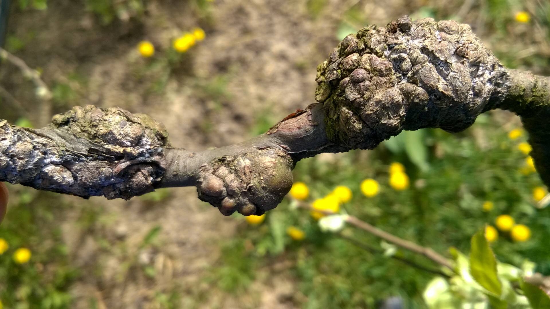 Töretlenül terjeszkedik az almafa vértetű