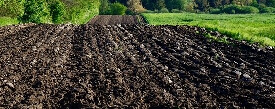 Élő kincs a talpunk alatt: a talaj