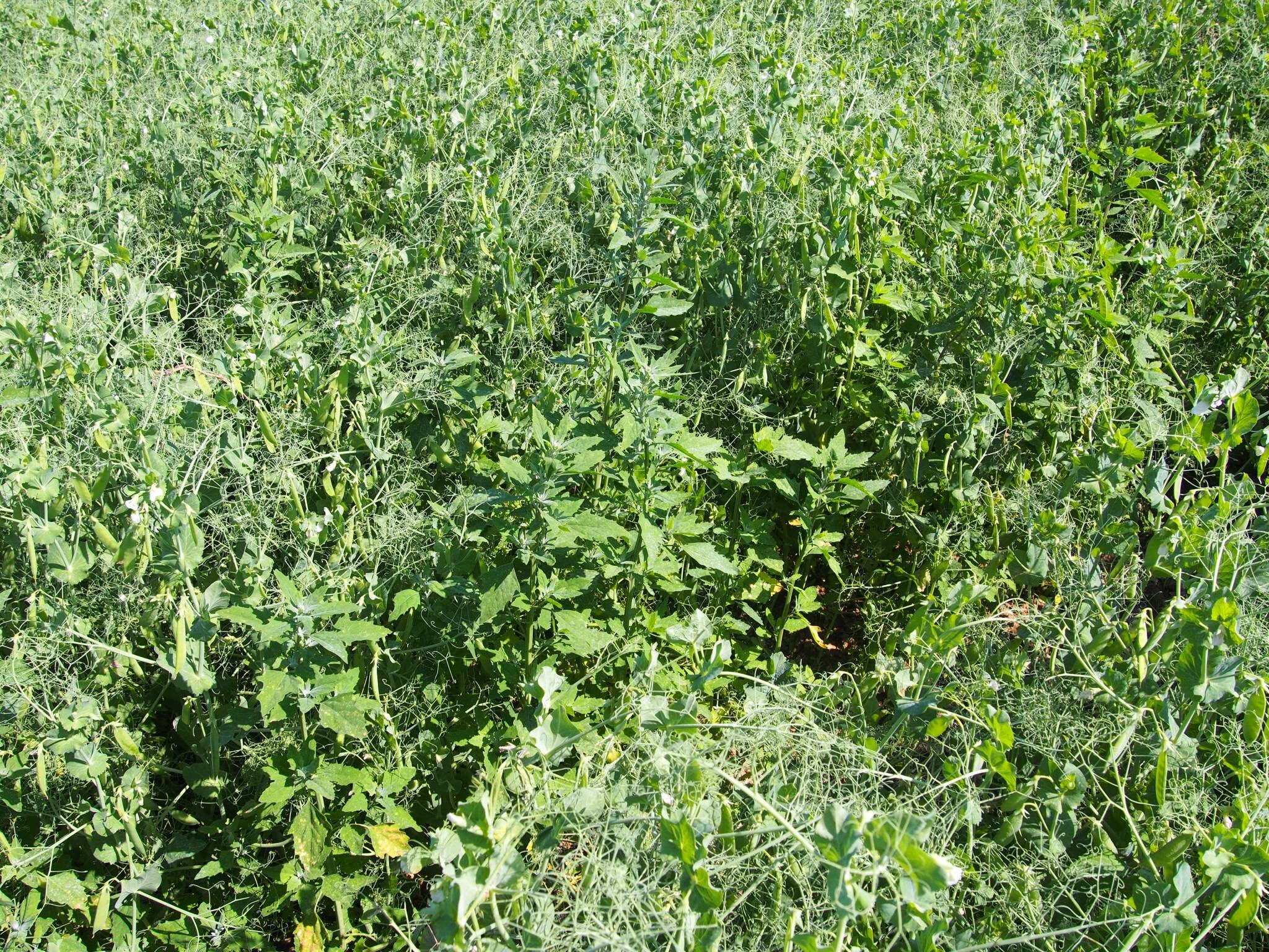 A zöldborsó integrált növényvédelme, I. rész: gyomszabályozás ...