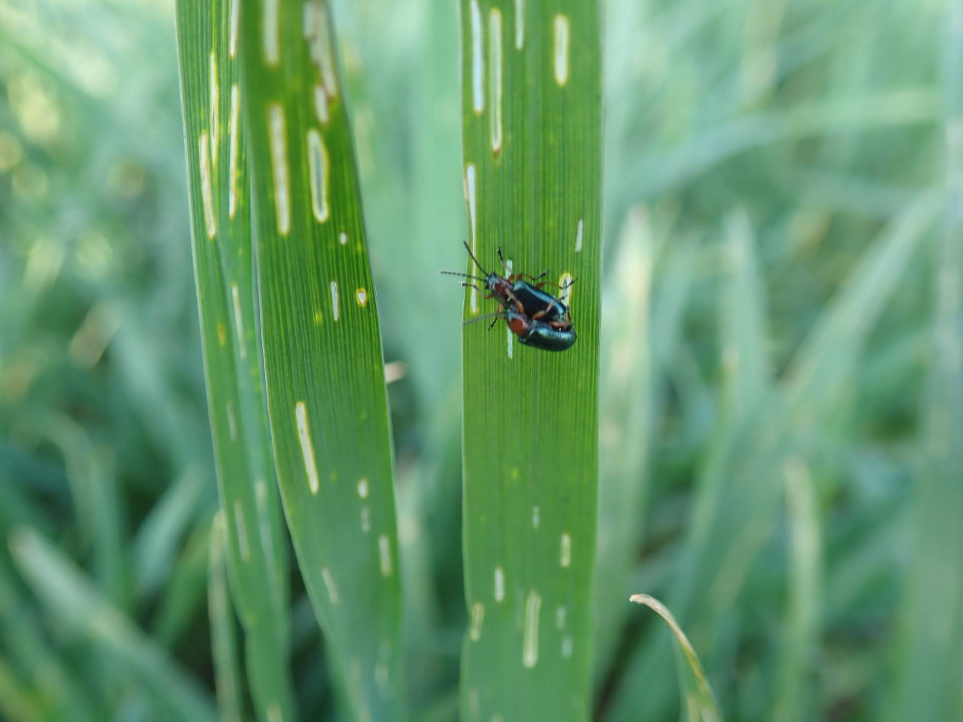 Vetésfehérítő bogarak - Agrofórum Online