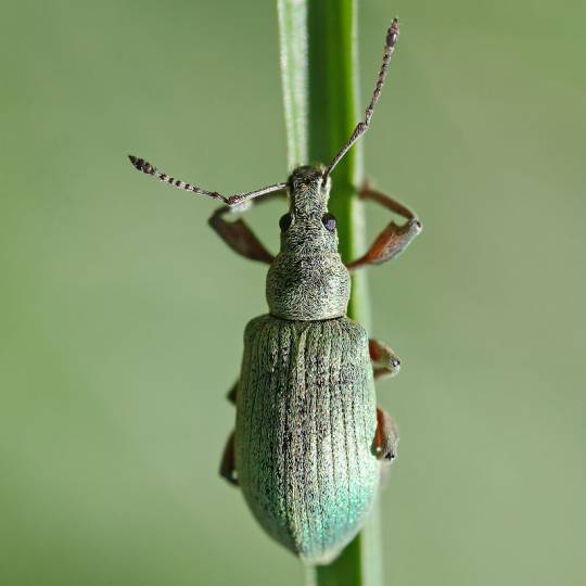 Ormányos bogár a kertben - Agrofórum Online