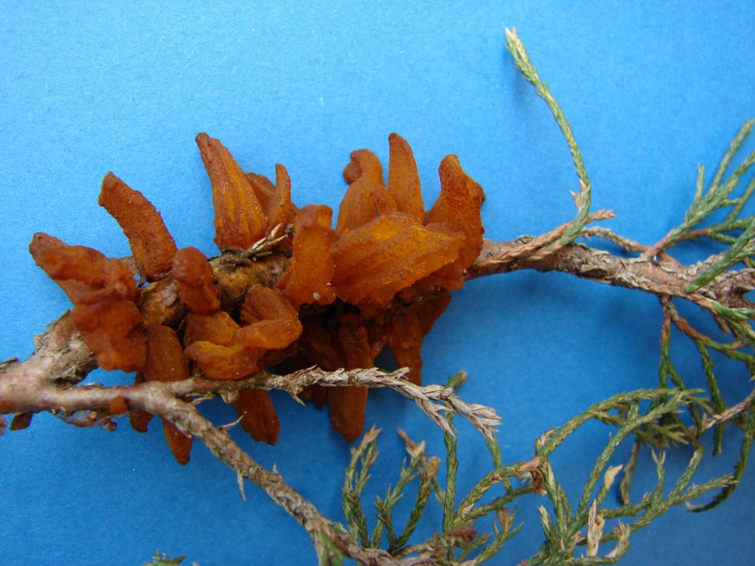 Mit tehetünk a körterozsda ellen? - Agrofórum Online