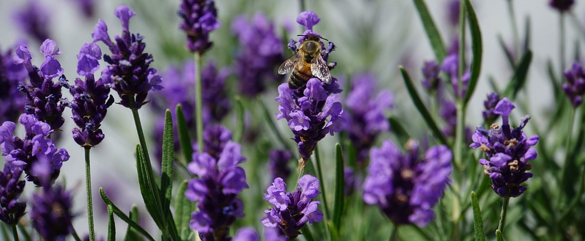 Biodiverzitás – áldás vagy átok a gazdálkodóknak?