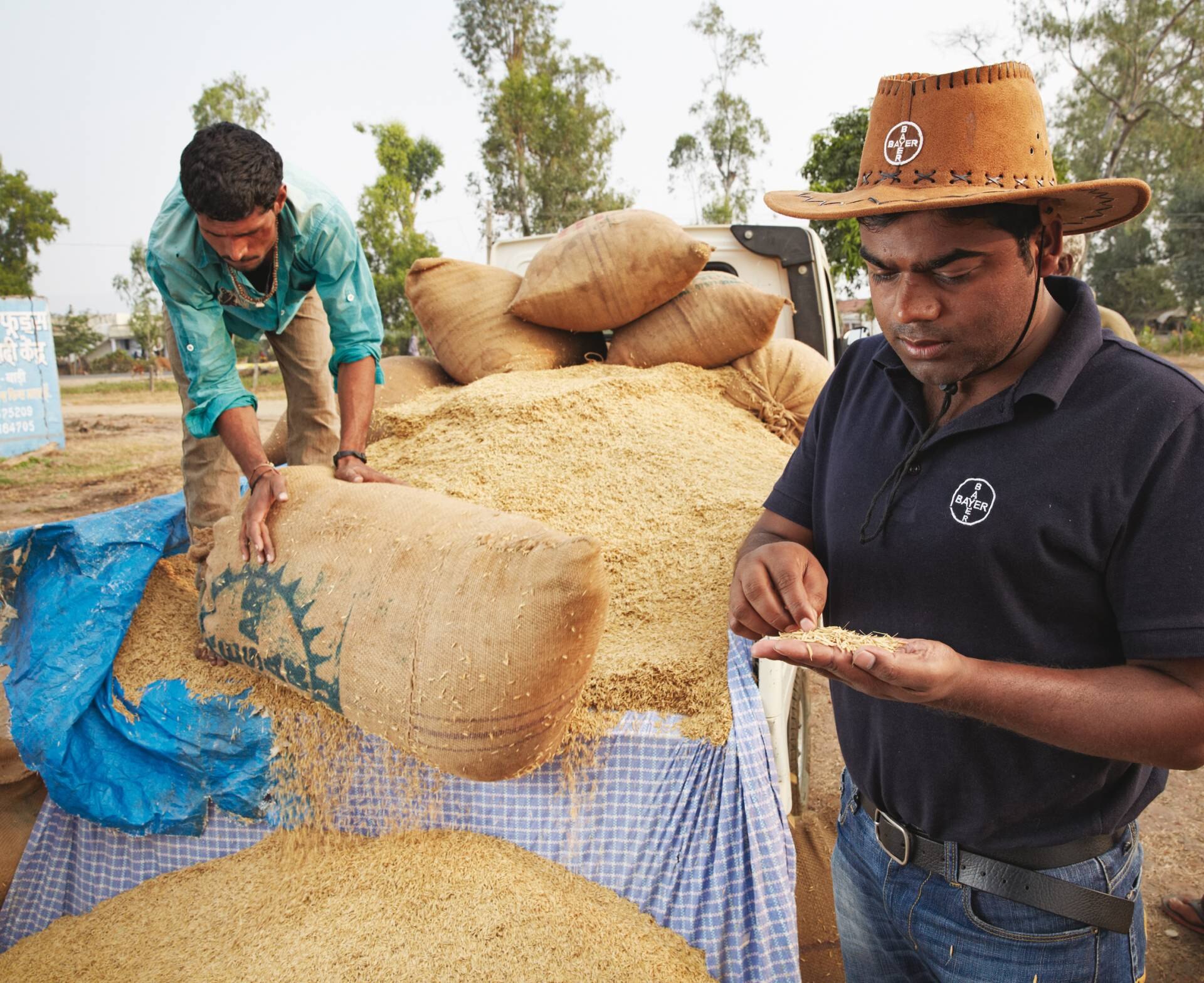Bayer: a gazdálkodók előre felvásárolják a vetőmagokat