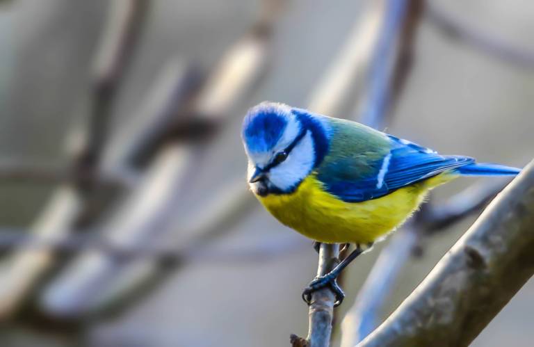 Cinege fajták: Ismerjük meg a kertünkbe látogató madarat!
