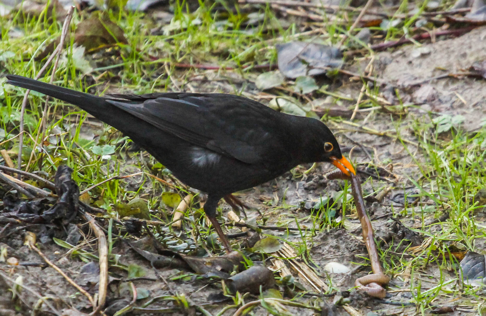 Ismerjük meg a kertünkbe látogató madarakat! – Rigófajok