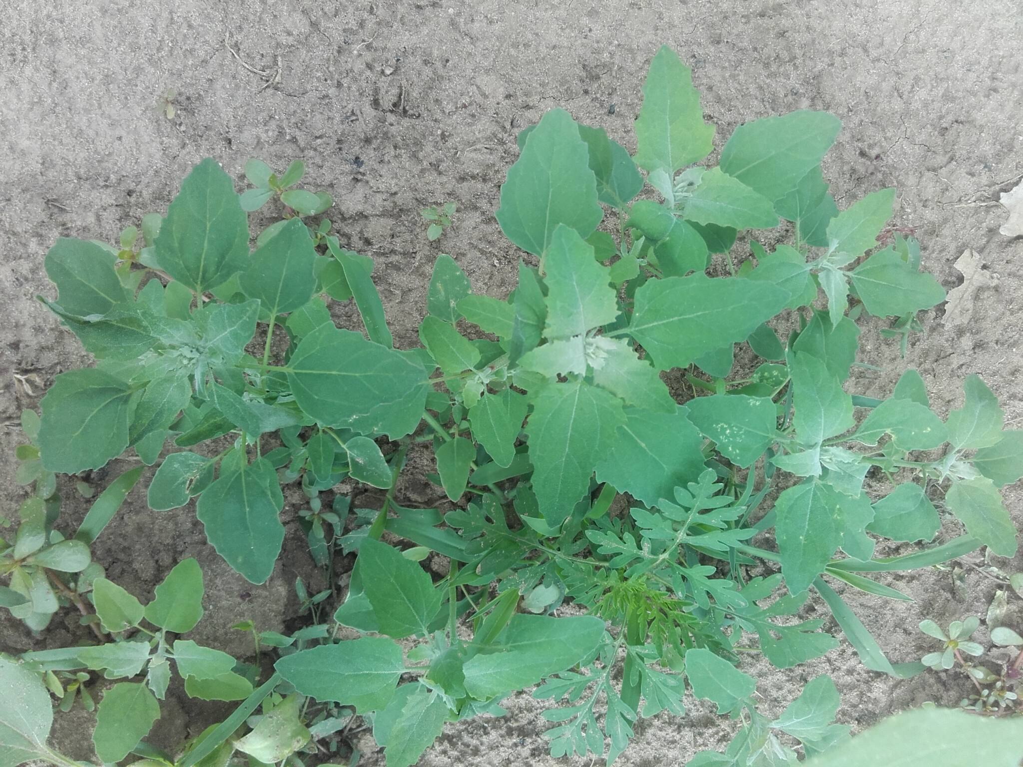 Gyomirtó szerek körültekintő használata a házikertben