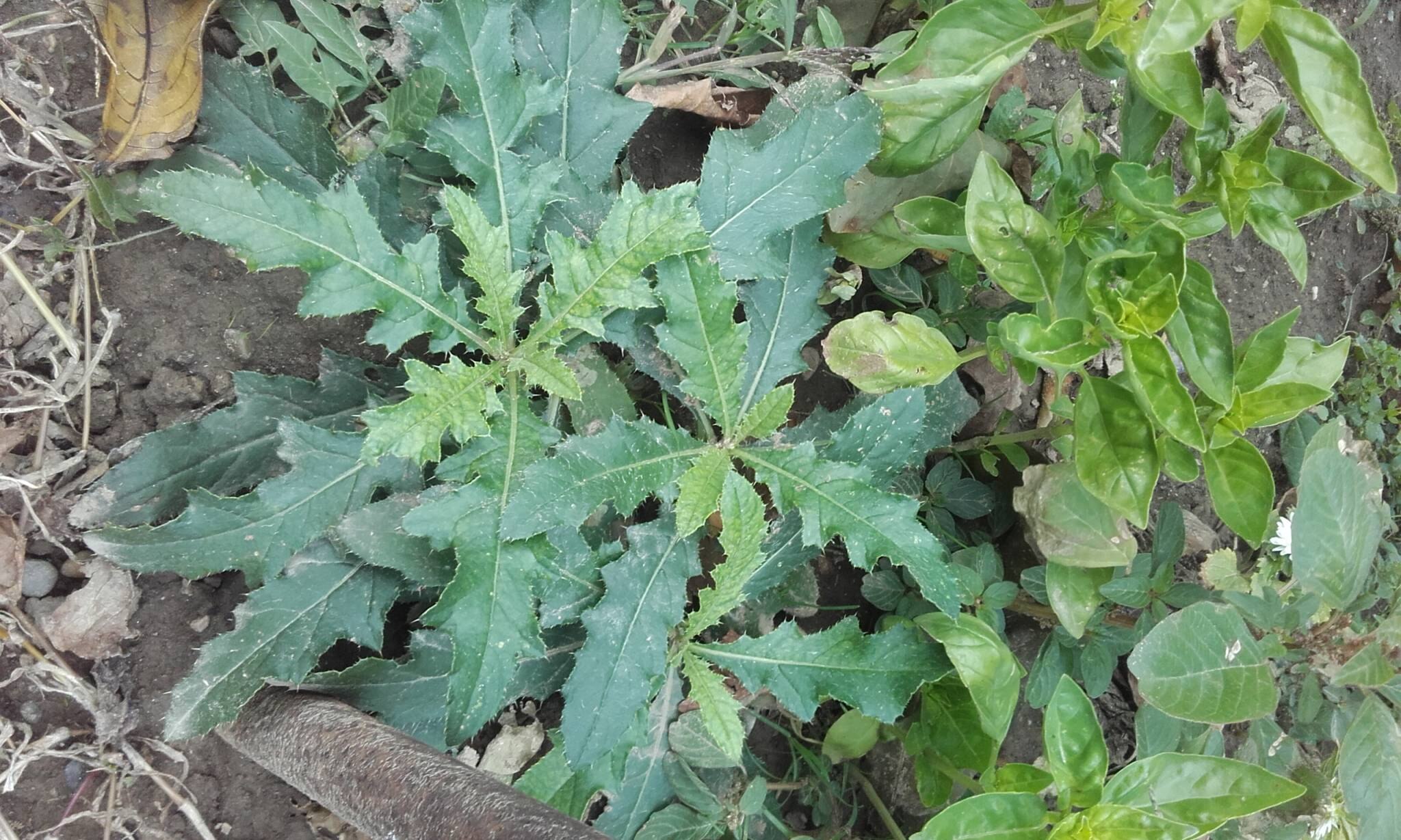 Gyomirtó szerek körültekintő használata a házikertben