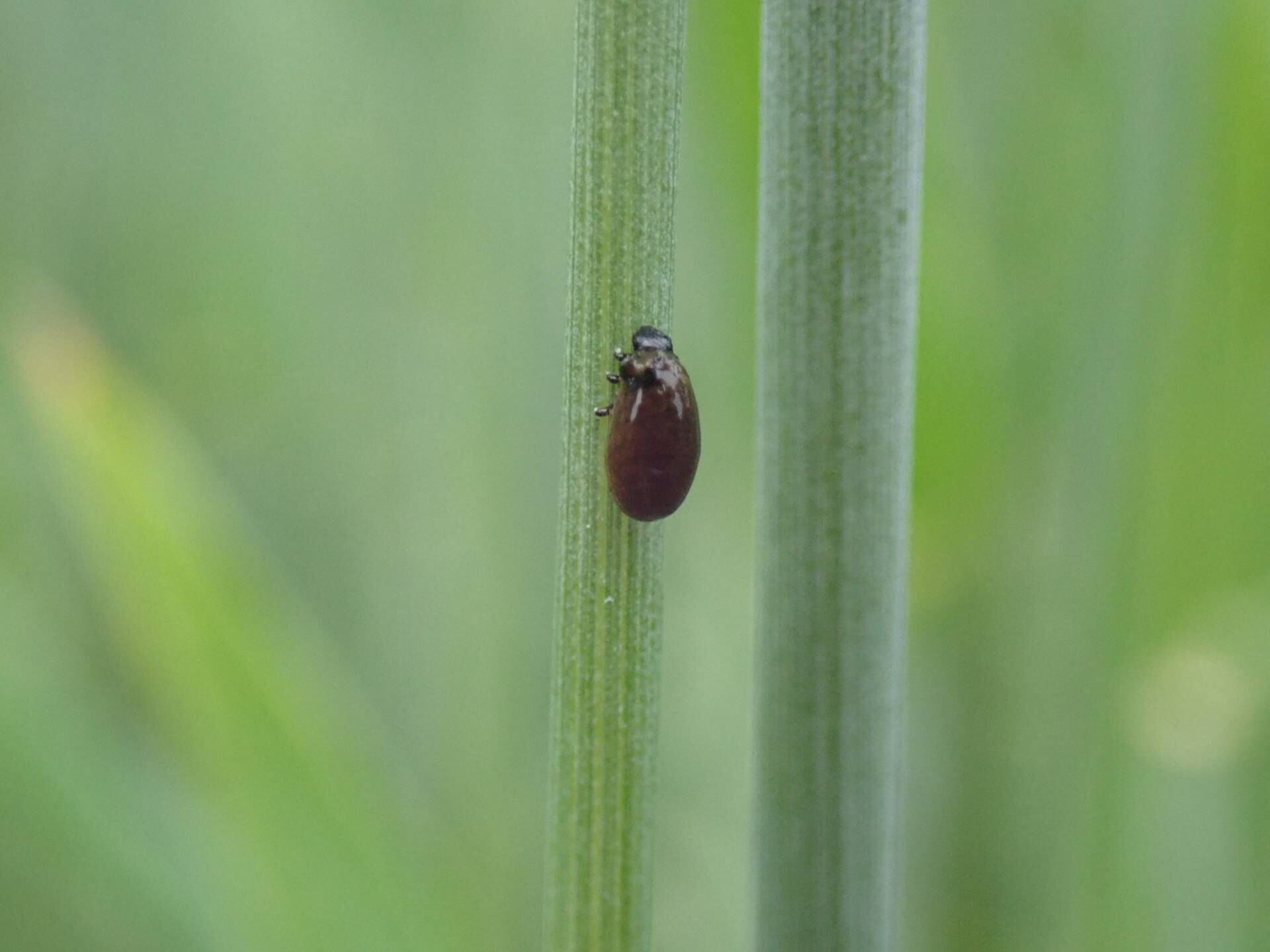Érdemes figyelni a vetésfehérítő bogarakra - Agrofórum Online