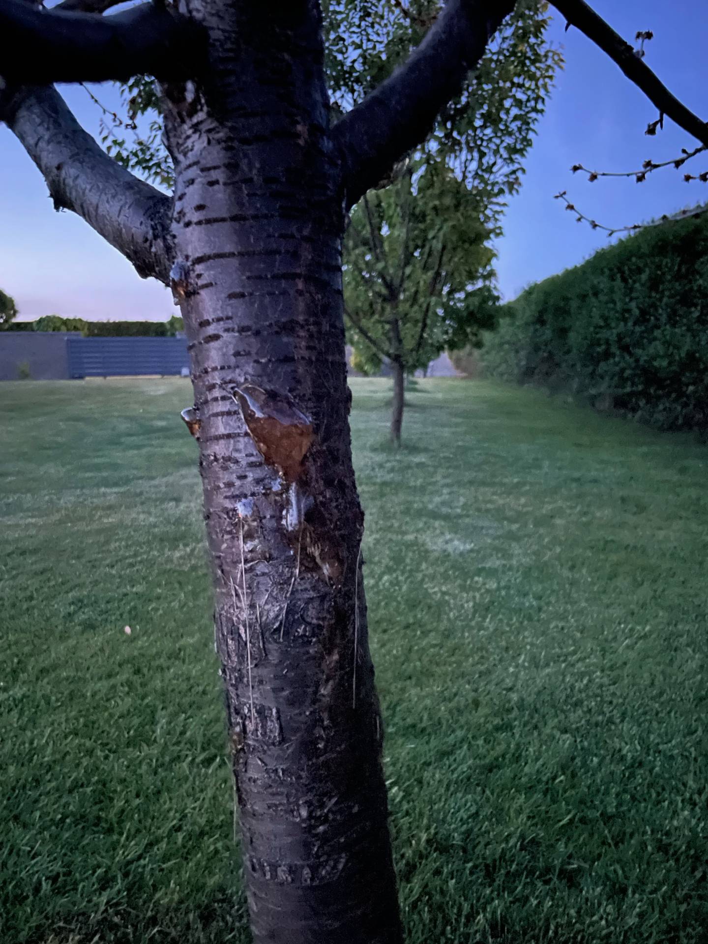 Mitől barnultak el a meggyfa virágai? Mit tegyünk?