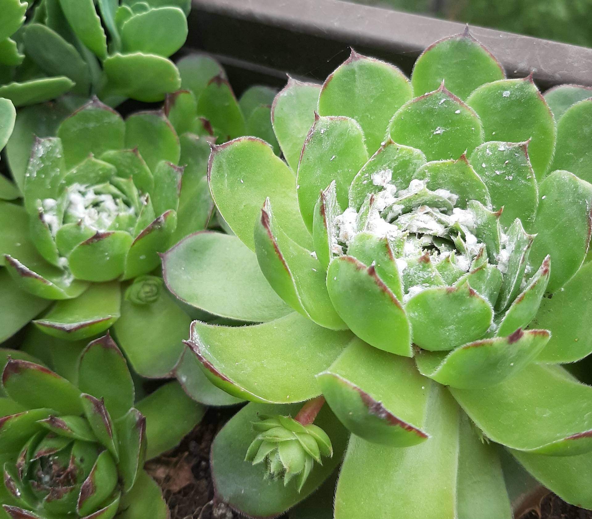 Mitől keletkezett fehér lepedék a kövirózsán?