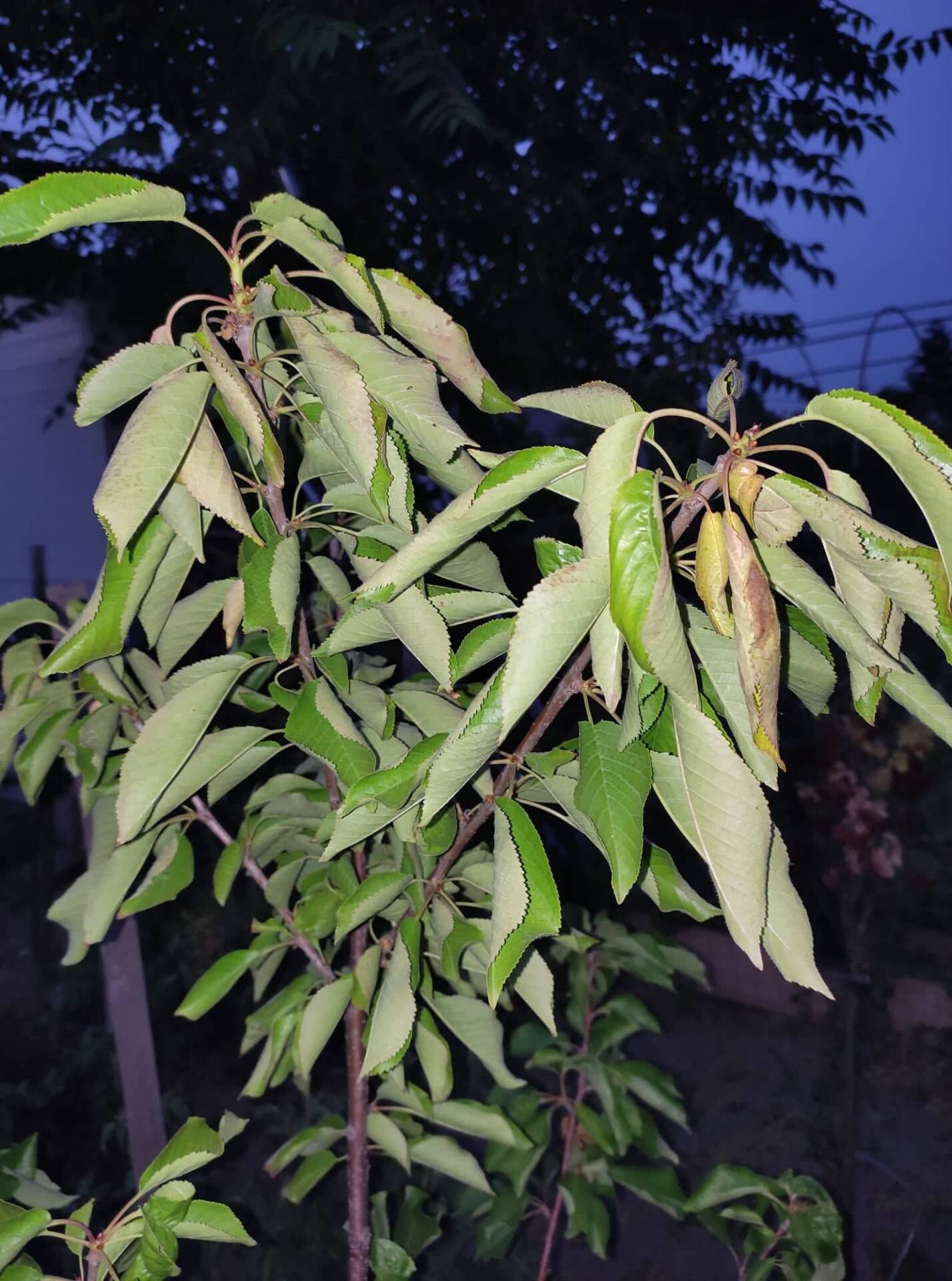 Betegség okozza a meggyfa friss hajtásán a levelek elváltozását?