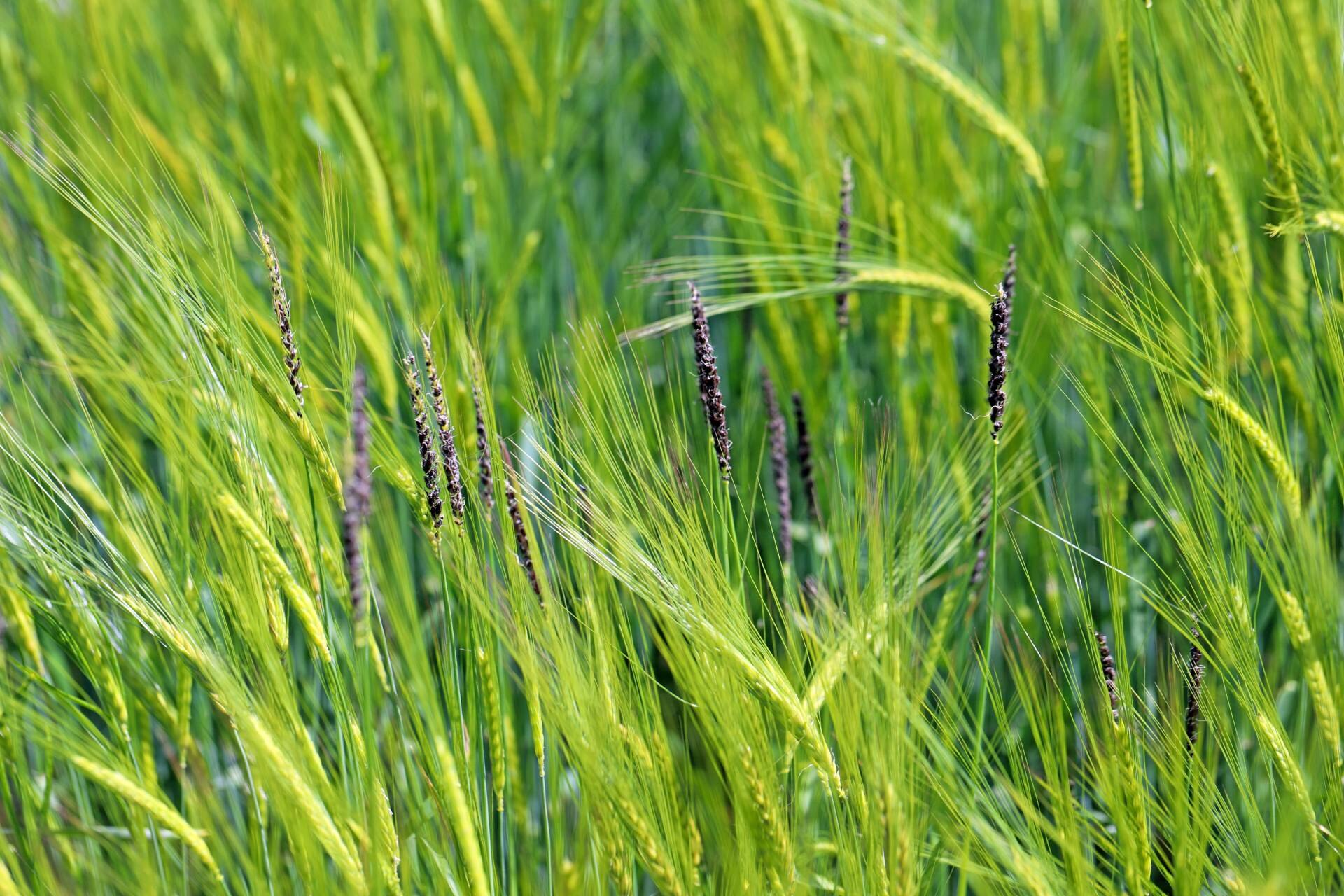 Conima, ki mint vet… - Agrofórum Online