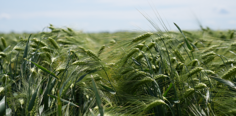 Conima, ki mint vet… - Agrofórum Online