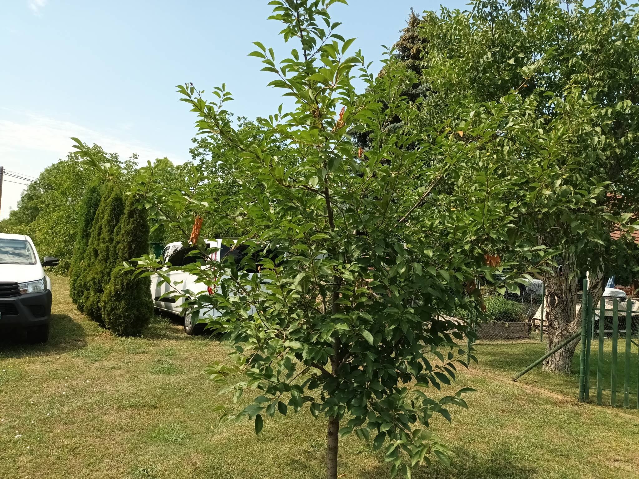 Mézgásodik a barackfa és a meggyfa. Mit tegyek?