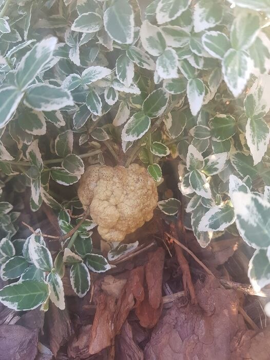 Mi lehet a karfiolra emlékeztető elváltozás a kecskerágón?