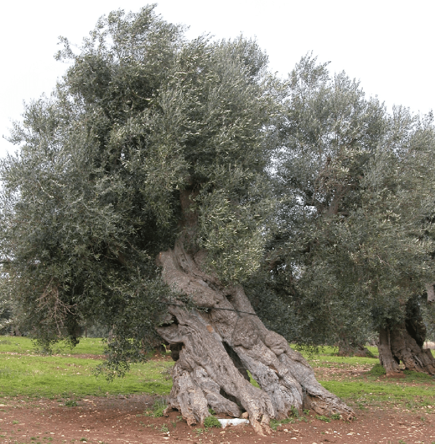 Milyen ápolást igényel a konténeres olajfa?