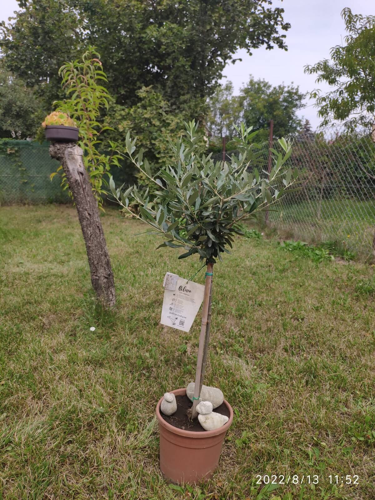 Milyen ápolást igényel a konténeres olajfa?