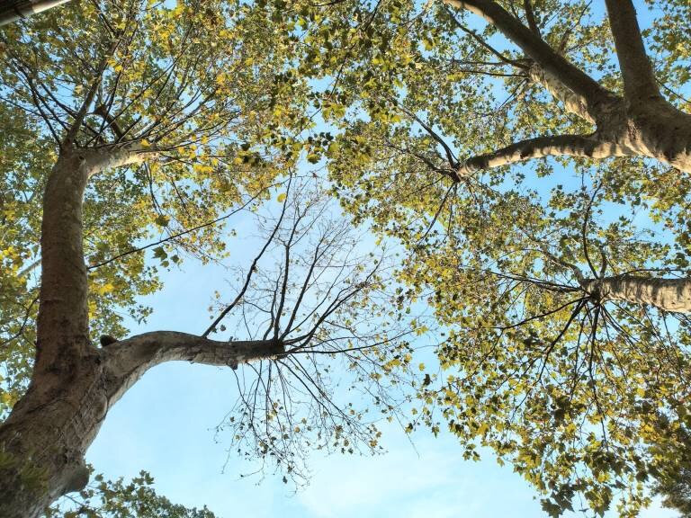 Mit tehetünk, ha száradnak a platánfa levelei?