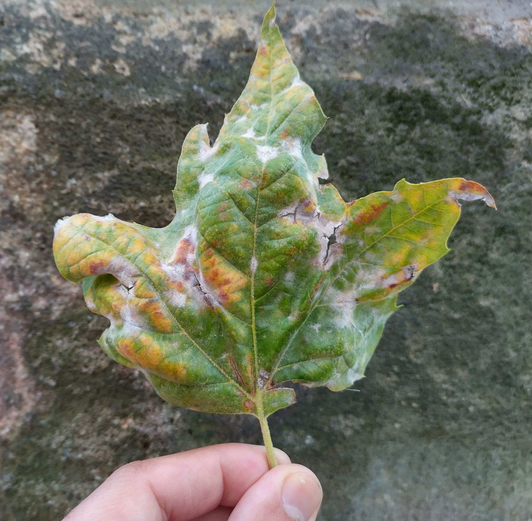 Mit tehetünk, ha száradnak a platánfa levelei?