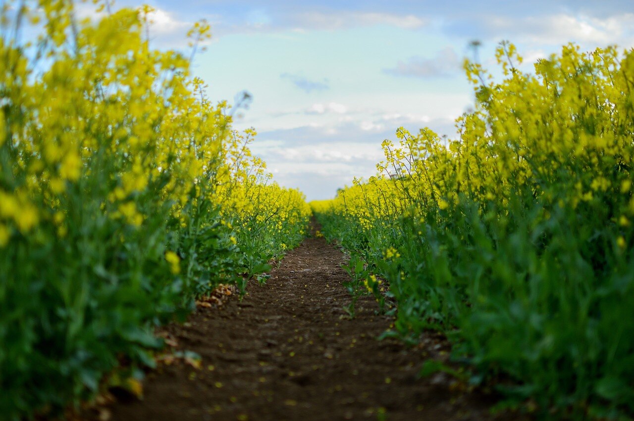Németország fontos repceolaj-szállító az EU-ban