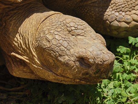 Jonathan, a 190 éves teknős most ünnepli születésnapját egy magánkertben