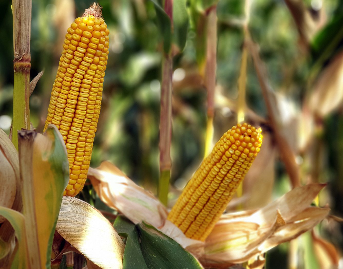 Potenciálkísérletekben vizsgáltuk kukoricahibridjeink teljesítményét