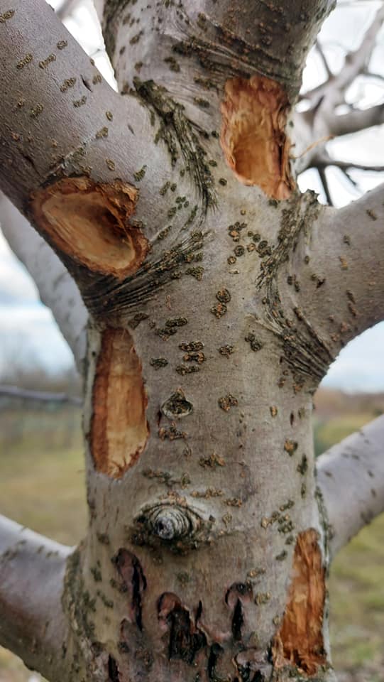 Megmenthető még a fakopáncs által kilyuggatott almafa?