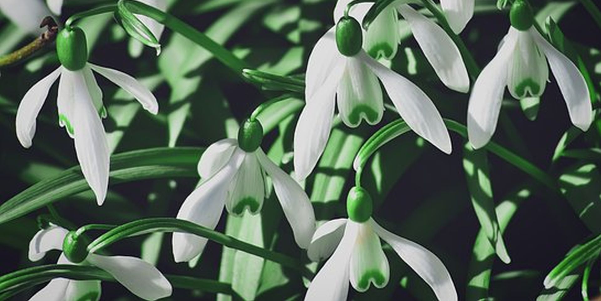 Hogyan ültessük és ápoljuk a hóvirágot?