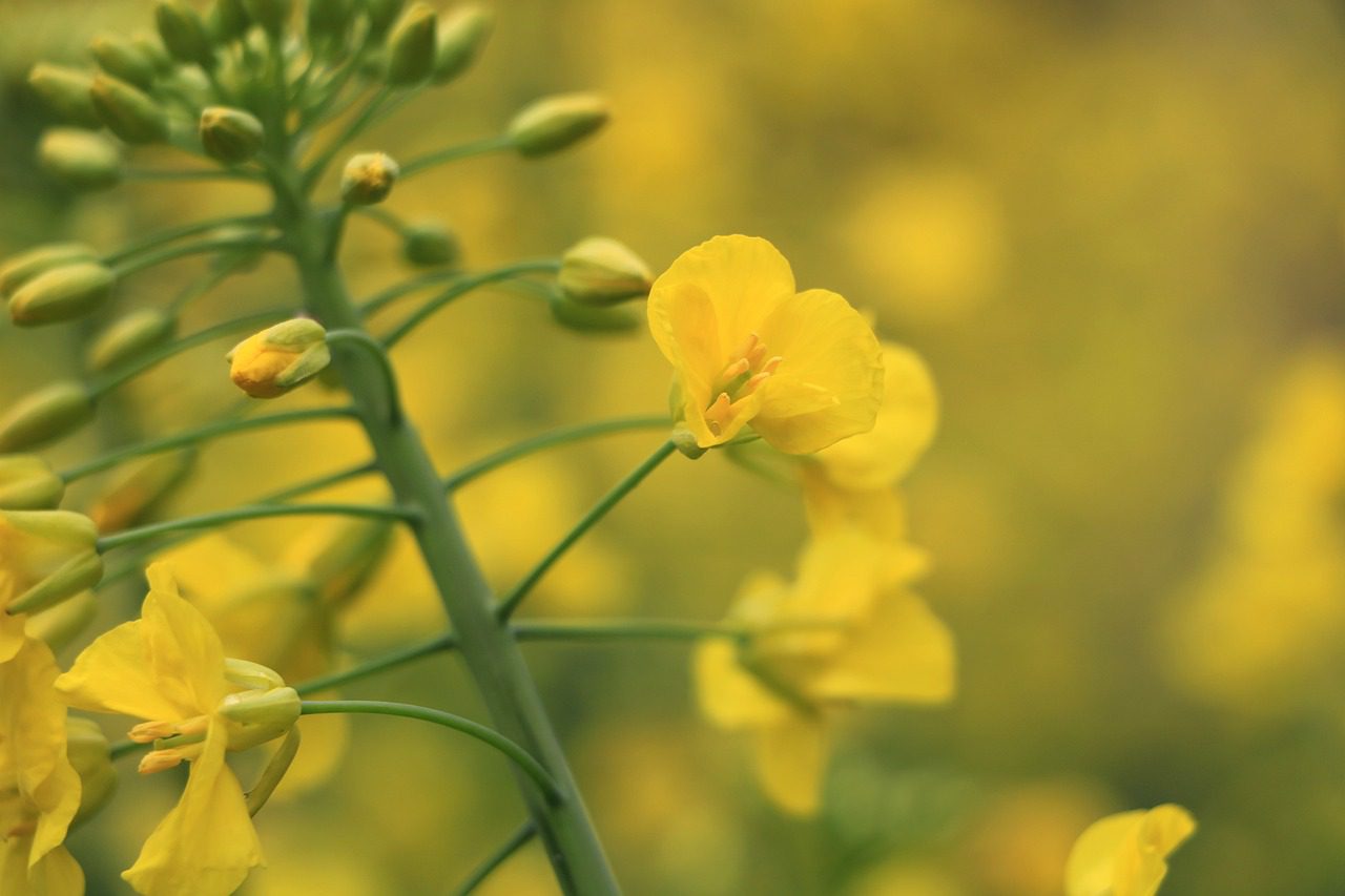 Nagyobb búza és repcetermésre számítanak a franciák