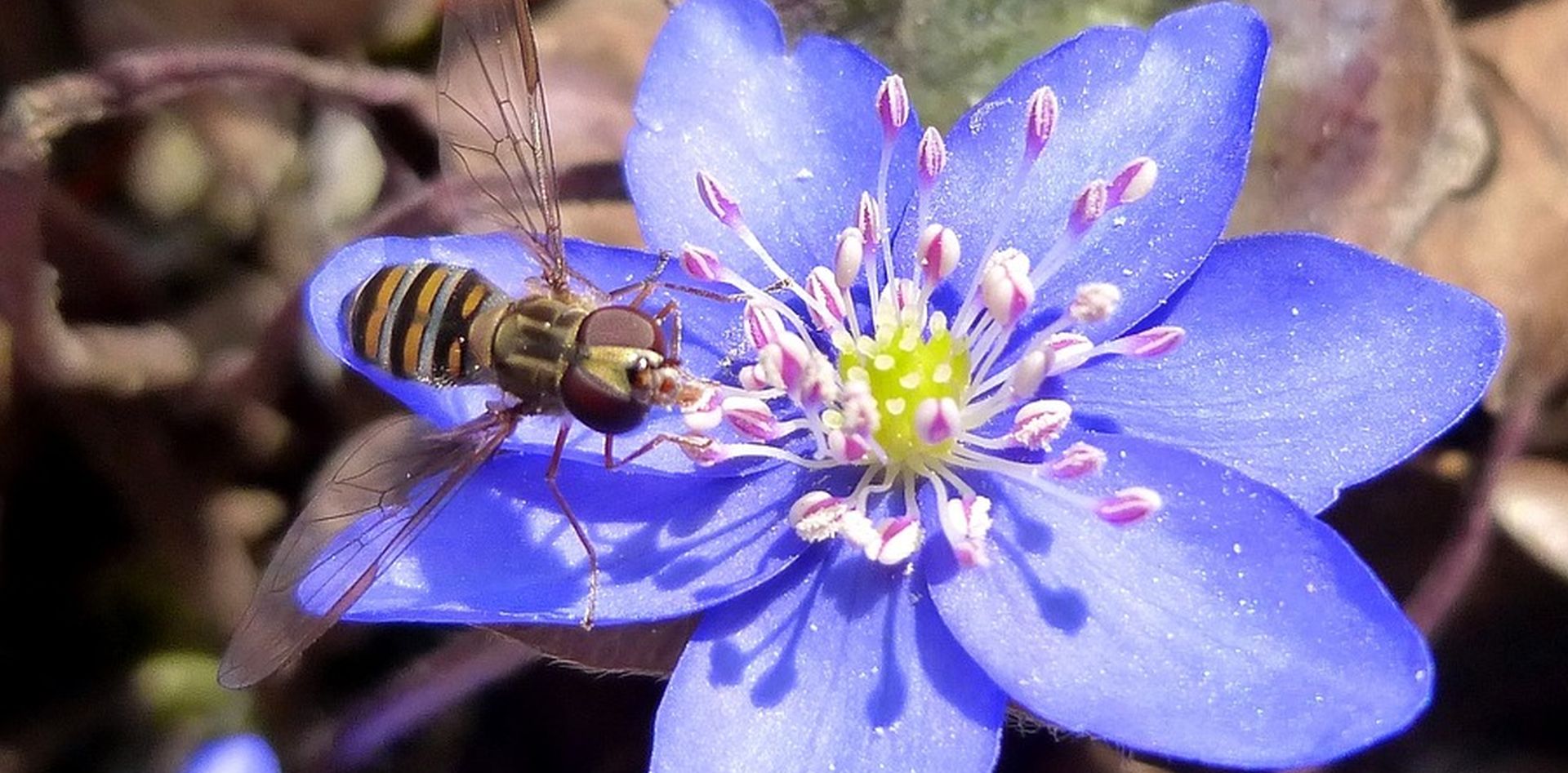 Ismerjük fel a beporzó rovarokat a kertünkben! – A kétszárnyúak